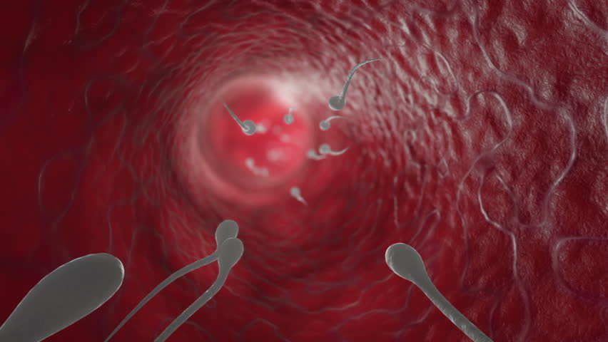 Hd Animation Of Sperm Cells Swimming Inside Ductus Deferens Stock