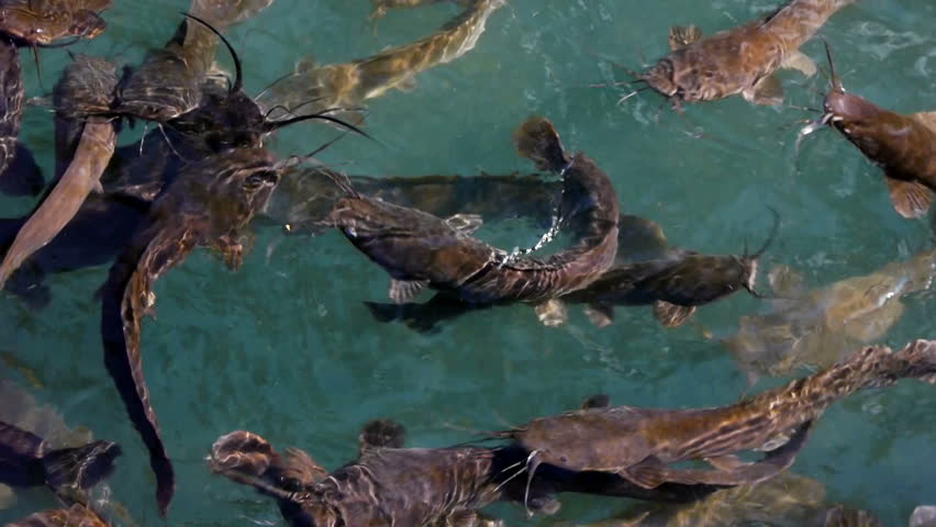 Many Catfishes At Jordan River In Israel Stock Footage Video 3320048 ... Many Catfishes At Jordan River In Israel Stock Footage Video 3320048 ...