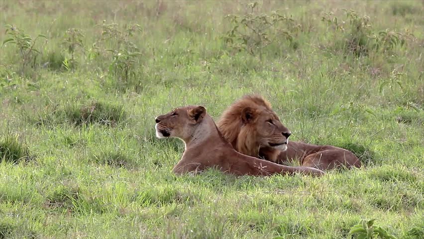 A Bonded Mating Pair Of Wild Lions In Lake Nakuru Kenya Africa This Male Lion And Female