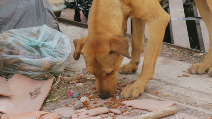 Homeless Dog Eating Solid Dog Food On The Floor Close Up Stock Footage homeless-dog-eating-solid-dog-food-on-the-floor-close-up-stock-footage