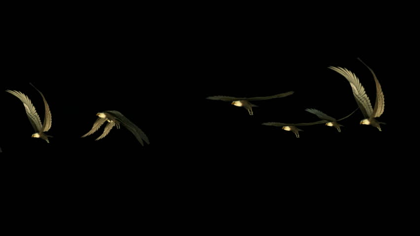 Flock Of Birds Fly Over At Nightmigratory Birds Stock Footage Video 3869036 Shutterstock