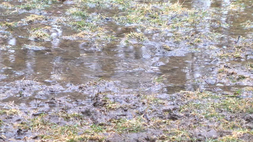 Medium Shot Of A Muddy Grass Field In Early Spring With Rain Striking The Puddles Stock