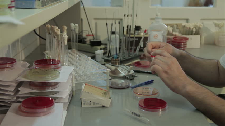Bacteriology Medic Technician Analyzing Microbiological Specimens In ...
