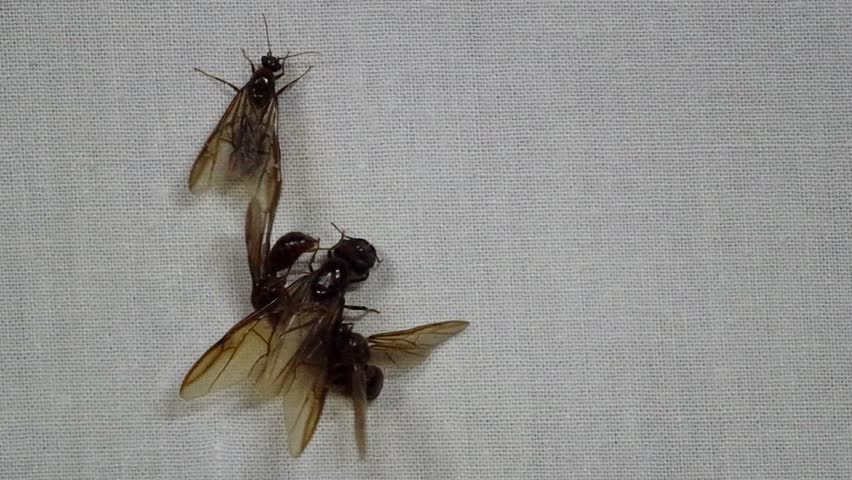 Winged Citronella Flying Ant, Lasius Interjectus, Closeup Stock Footage ...