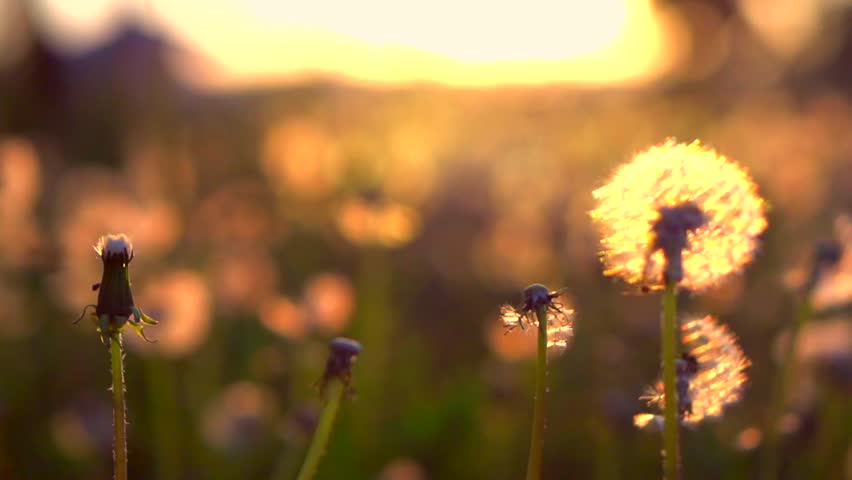 Dandelion Field Closeup Over Sunset Background. Dandelions Seeds In ...