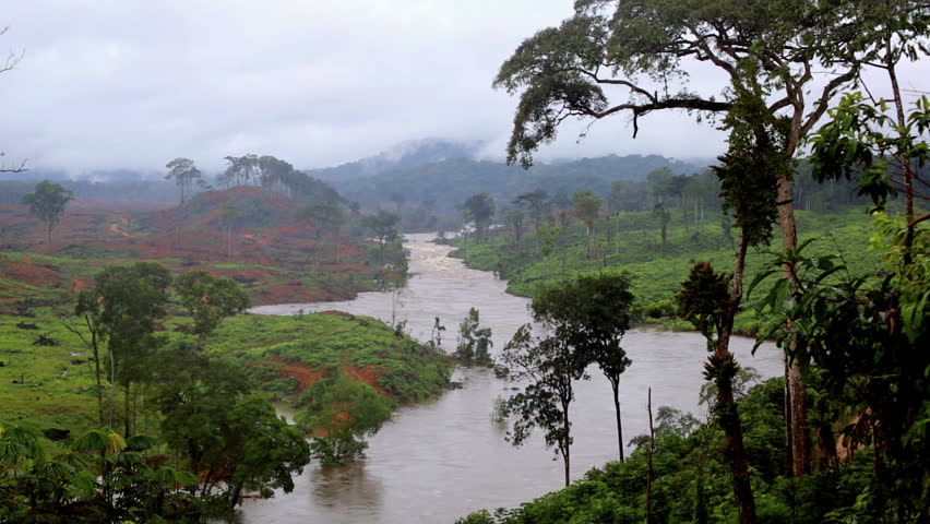 Equatorial Rainforest