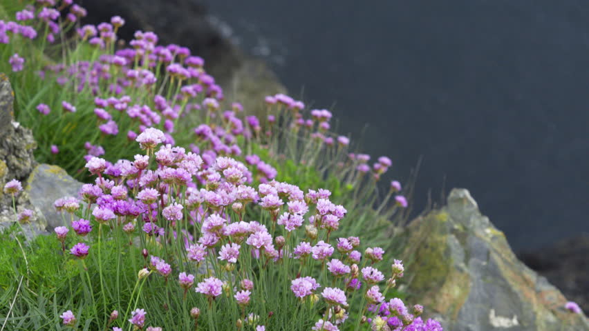 4K Pink/purple Clover At The Edge Of A Cliff With Sea, Flies Flying ...