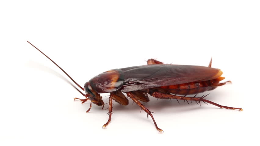 Cockroach ( Blatta Orientalis ) On A White Background Stock Footage ...