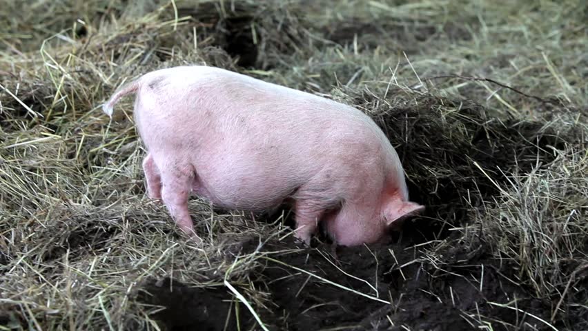 Red Pig In A Backyard, Digging In The Snow. Stock Footage Video 3273878 ...