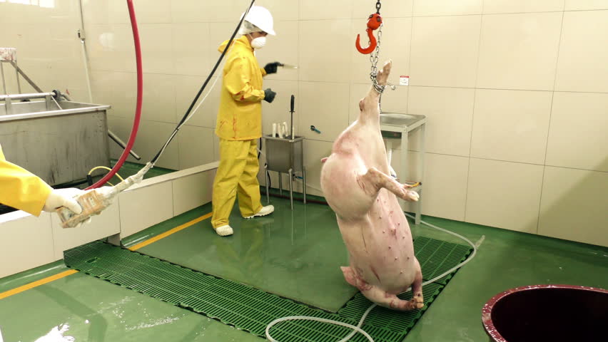 Food Industry, Inside Of An Advanced Pork Processing Unit, Pigs Are ...