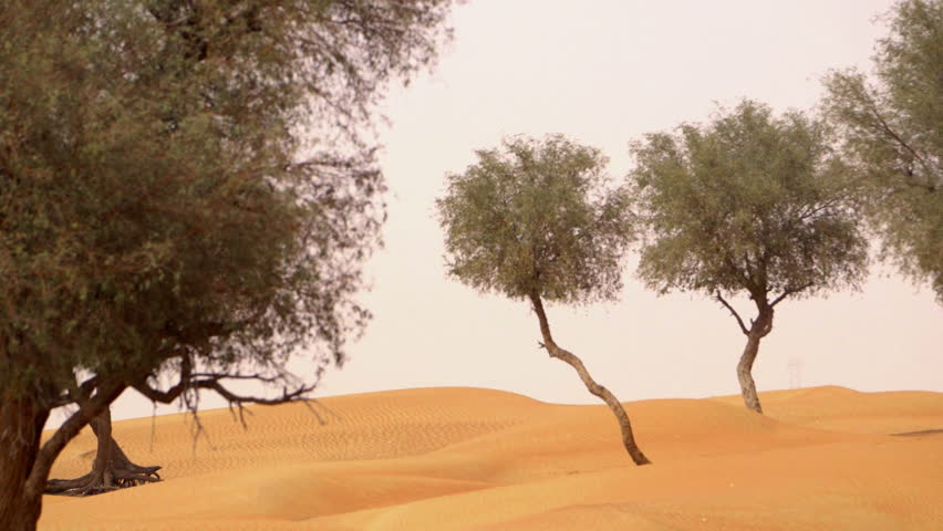 A Static Shot Of A Group Of Ghaf Trees In The Desert In Dubai In The ...
