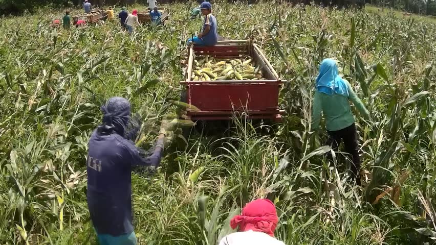 LAGUNA, PHILIPPINES - AUGUST 27, 2015: Village Farmers Harvest Corn In ...