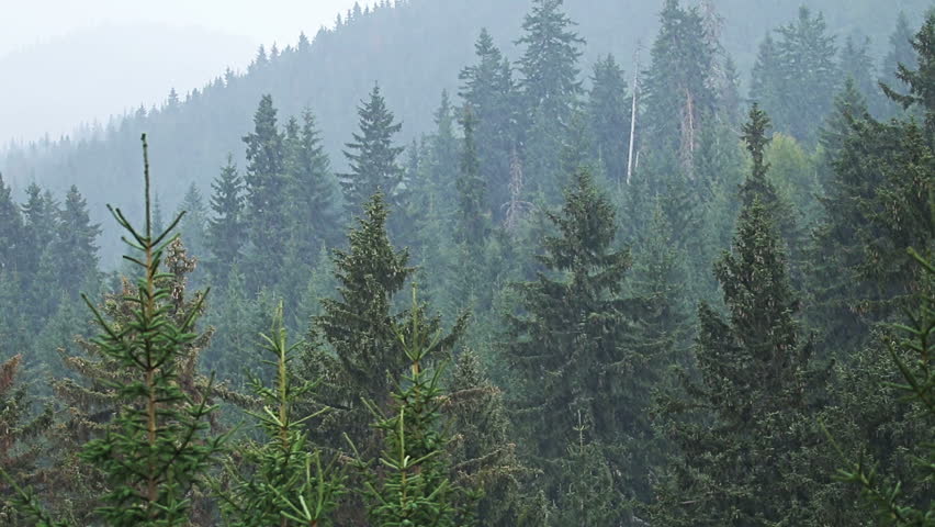 Heavy Rain In Mountain Pine Forest Stock Footage Video 11716175 ...