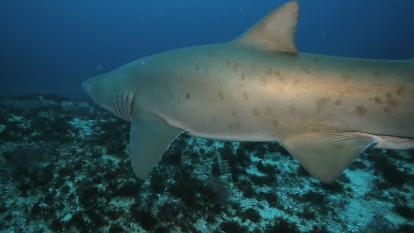 Ragged Tooth Shark (sand Tiger Shark) Swimming Over Reef At Aliwal ...