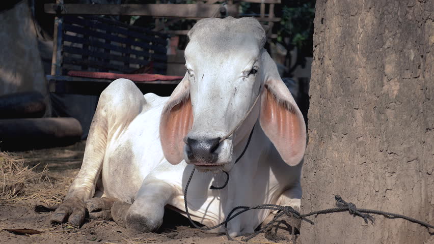 Cow Ruminating While Lying Down In The Farm Stock Footage Video ...