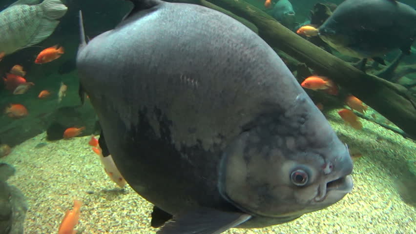 School Of Large Pacu Fish Swimming And Gliding Underwater. Stock ...