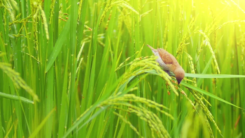 Birds Flying And Feeding In A Green Paddy Field In Thailand Stock ...
