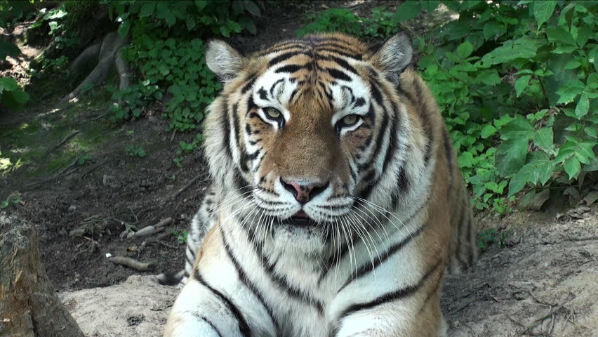 Tiger Looking Into Camera/ Close-up Of Tiger Stock Footage Video ...