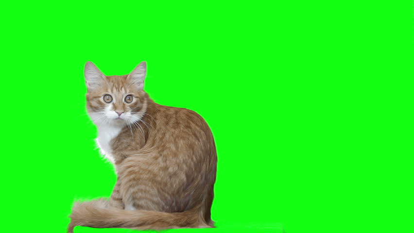 Grey Stripy Cat Sits On Green Screen (medium Shot) Stock Footage Video ...