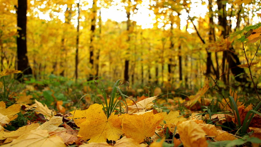 Autumn Leaves Falling From Trees In Slow-motion Stock Footage Video ...