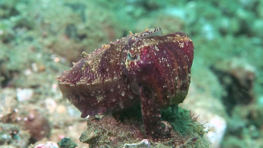 Small Cuttlefish Stock Footage Video 1759601 - Shutterstock