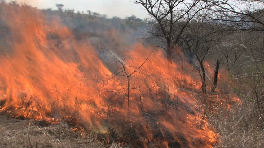 Close View Of Forest Fire With High Flames In Young Pine Forest. Video ...