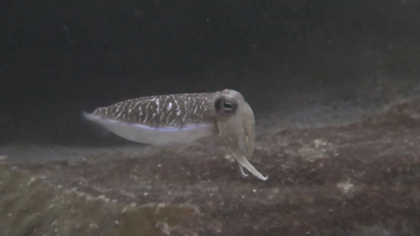 Small Cuttlefish In A Fish Tank Stock Footage Video 1838035 - Shutterstock
