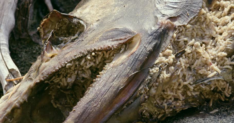 Maggots Stock Footage Video - Shutterstock