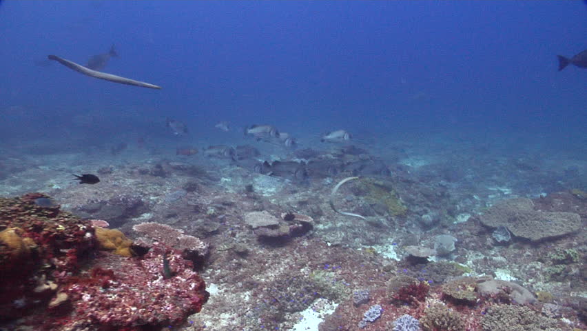 Olive Sea Snake Aipysurus Laevis Swimming Underwater In Australia