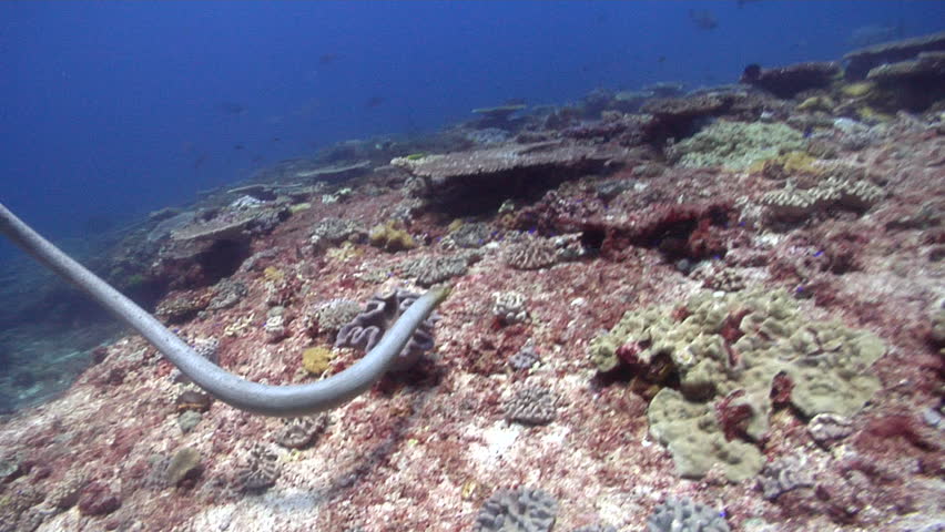 Olive Sea Snake Aipysurus Laevis Swimming Underwater In Australia