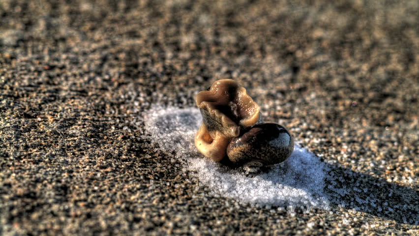 Salt Poured On A Snail Stock Footage Video 2038802 - Shutterstock