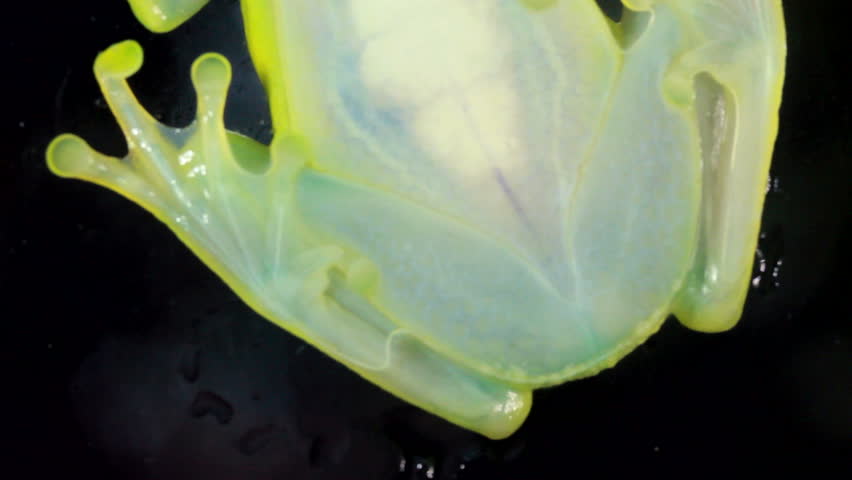 Glass Frog (Hyalinobatrachium Sp.). Underside Viewed Through Glass ...