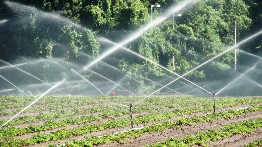 Agricultural Irrigation Sprinklers At Work On A Small Farm Field. Stock ...