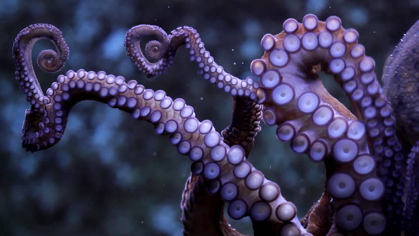 Octopus Suction Cups Description: Octopus In The Water Stock Footage ...
