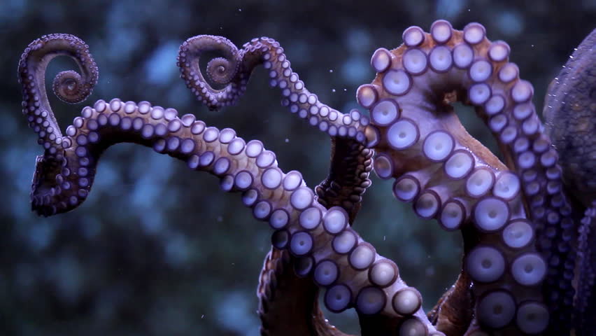 Suction Cups Description: Suction Cups On An Octopus. Stock Footage ...