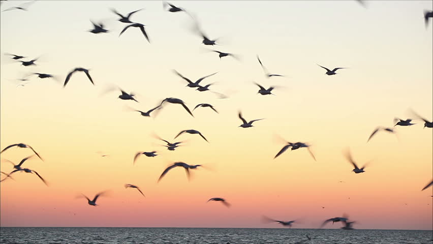 Lot Of Birds Flying Against A Beautiful Sunset 1 Stock Footage Video ...