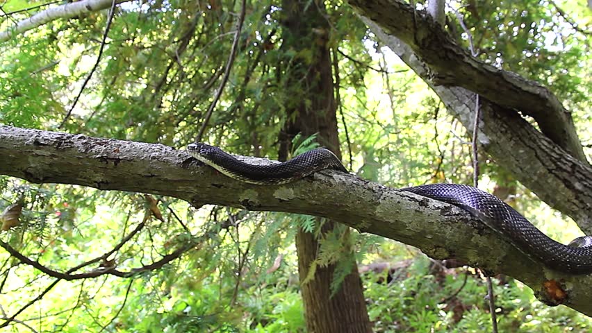 Black Ratsnake Slithering Across A Road In Ontario, Canada. Also Known ...