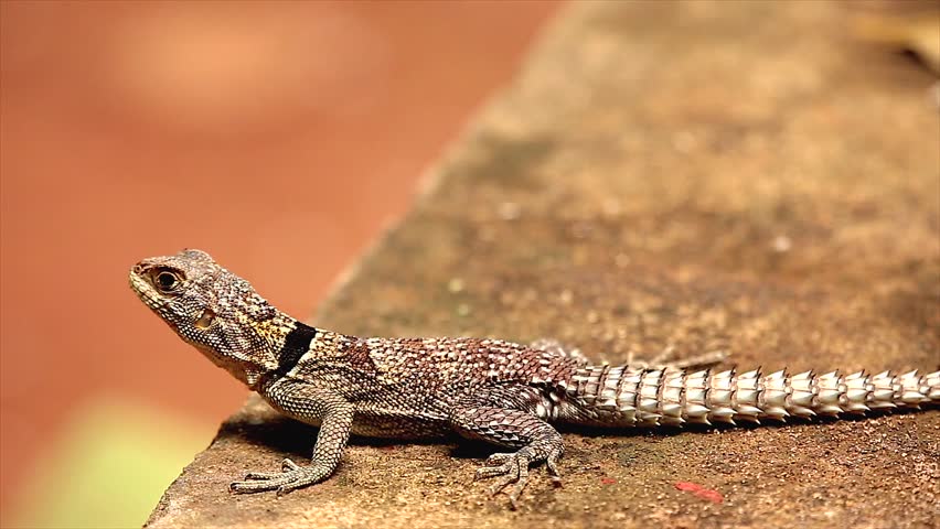 Madagascar Spiny Tailed Or Collared Lizard (Oplurus Cuvieri) In ...