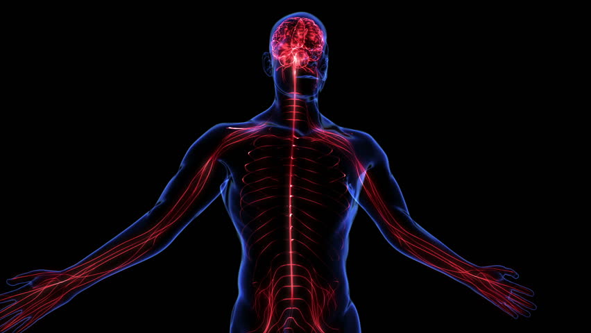 All Human Body Systems. Circulatory System Highlight. Loop Стоковые ...