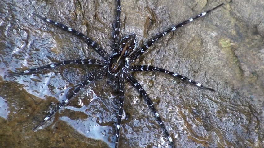 Giant Water Spider
