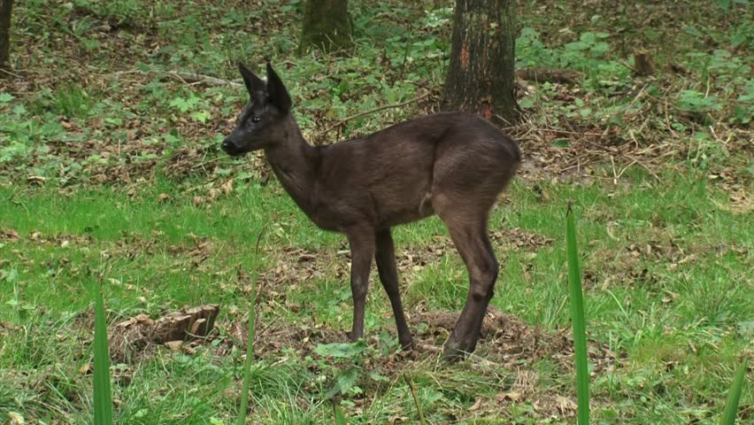 Black Roe Deer Buck (capreolus Capreolus) Foraging In Field At Forest ...