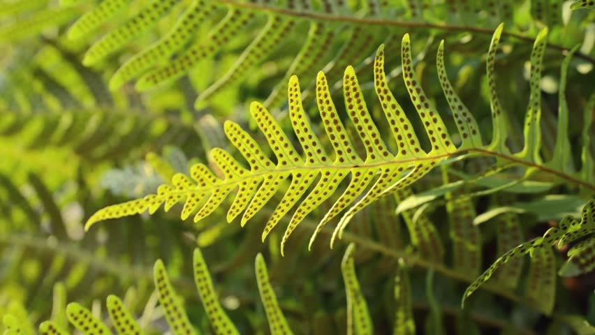 Common Polypody (Polypodium Vulgare) Stock Footage Video 4361951 ...