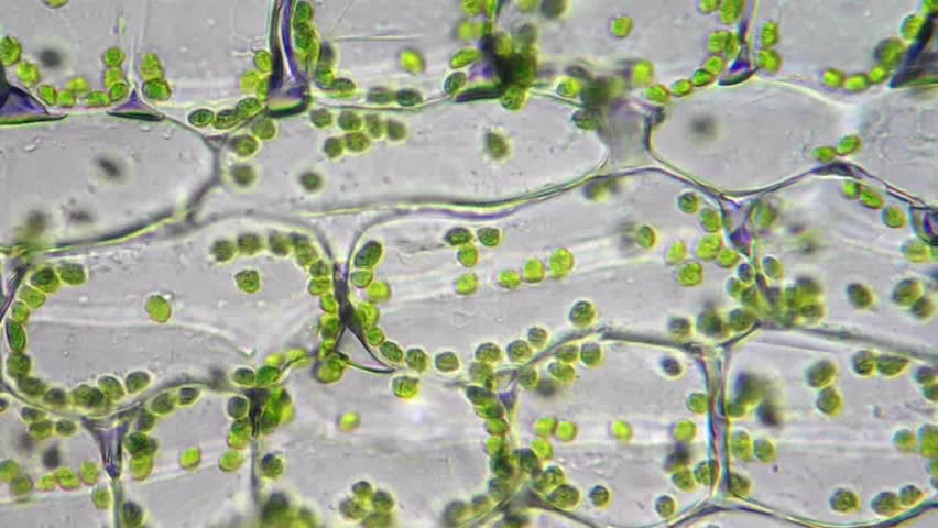 Live Cells With Chloroplasts Inside, Photo Under Microscope ...