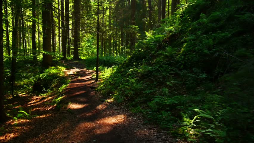 POV. Walking Through Forest, Steady Cam Shot. Stock Footage Video ...