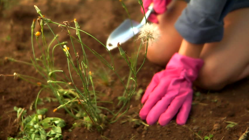 Digging Weeds Up. Stock Footage Video 4643759 - Shutterstock