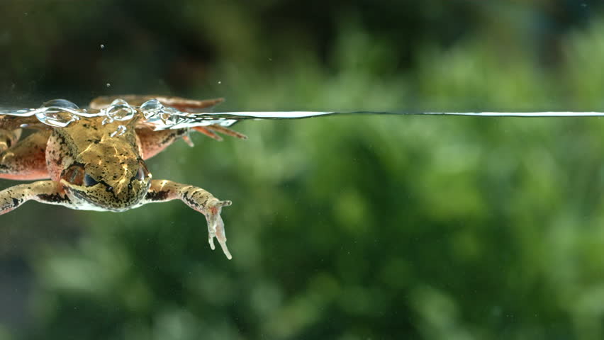 Frog Swimming Underwater, Slow Motion Stock Footage Video 4696259 ...