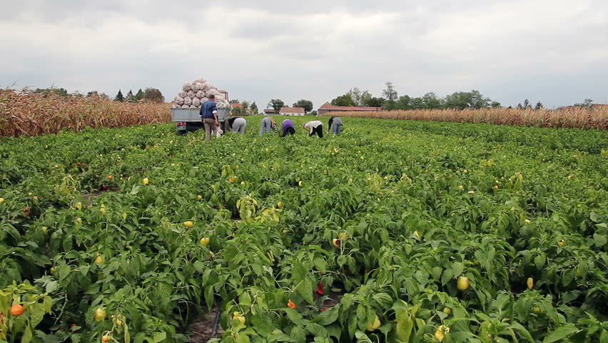 Farm Workers Picking Peppers. Vegetable Growing. Harvesting Yellow And ...