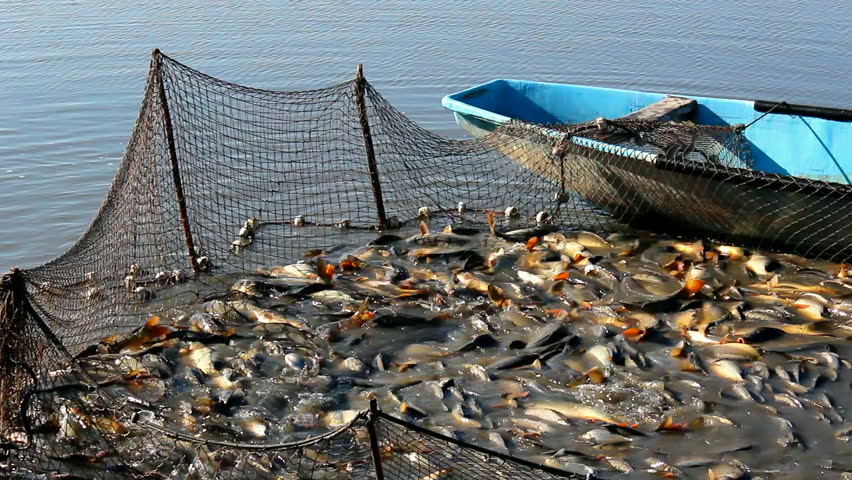 Commercial Fishing. Fisherman Pulling Fishing Net. Harvesting Fish At ...