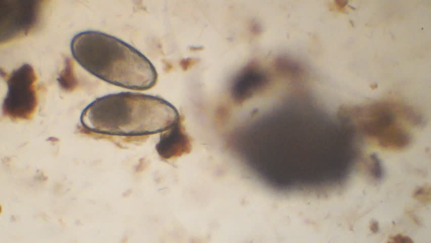 Otodectes Cynotis Cat
