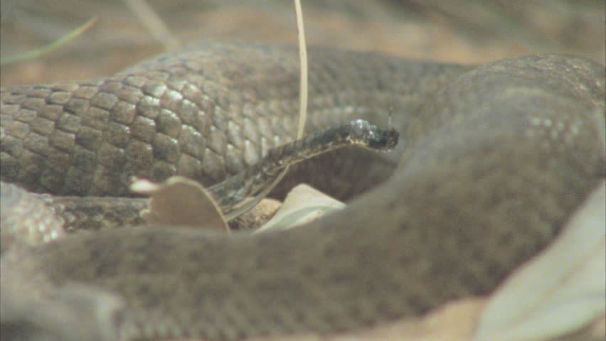 Death Adder Eating Skunk Stock Footage Video 5778689 - Shutterstock